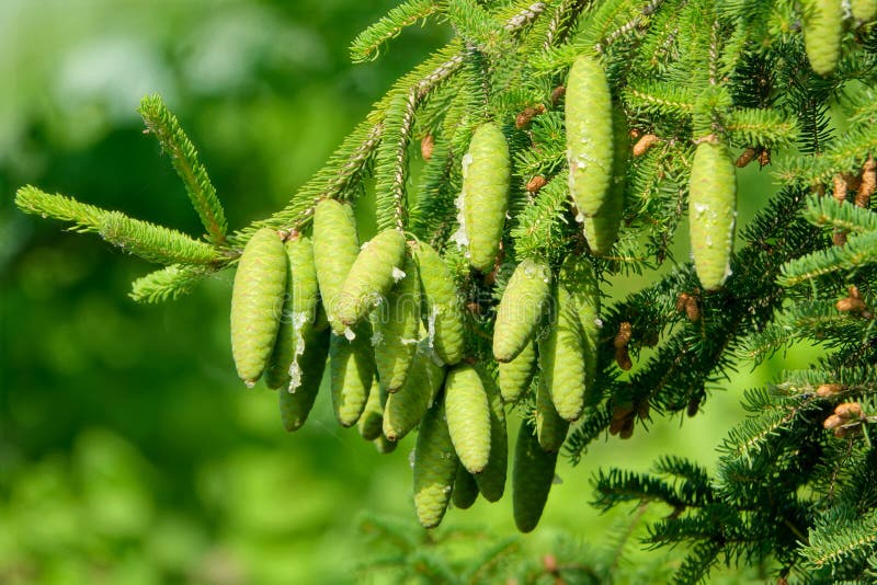 Picea wilsonii stock image. Image of plant, forest, spruce - 185875973