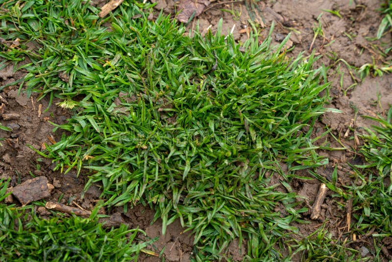 Pices of Densely Grown Grass on the Ground in Spring Stock Image ...