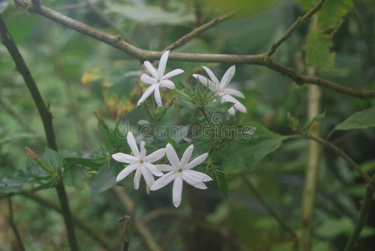 120 Pichcha Flower Stock Photos - Free & Royalty-Free Stock Photos from ...