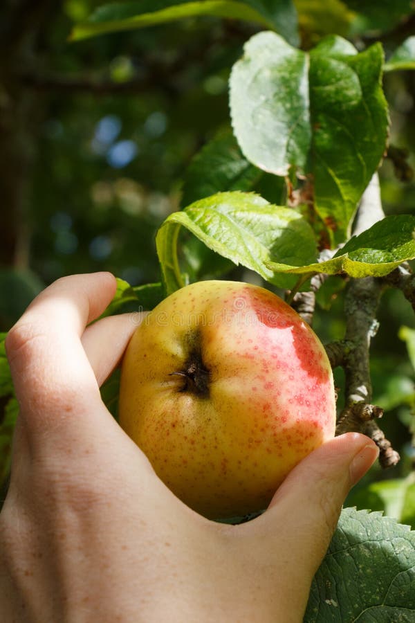Pick an Apple on an Apple Tree Stock Photo - Image of ripe, pick: 127818152