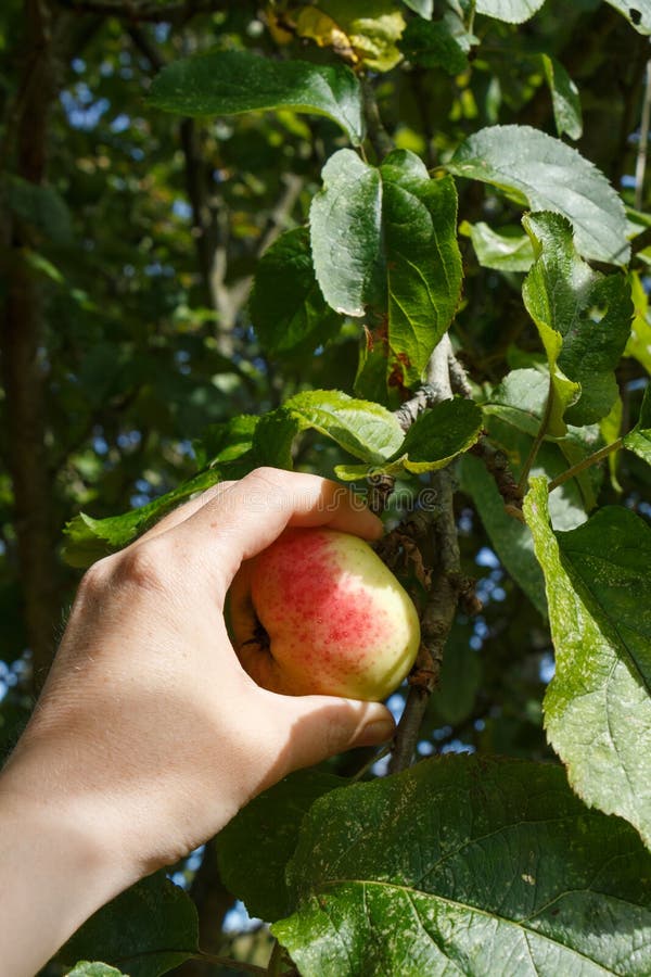 Pick an Apple on an Apple Tree Stock Photo - Image of tree, apple ...