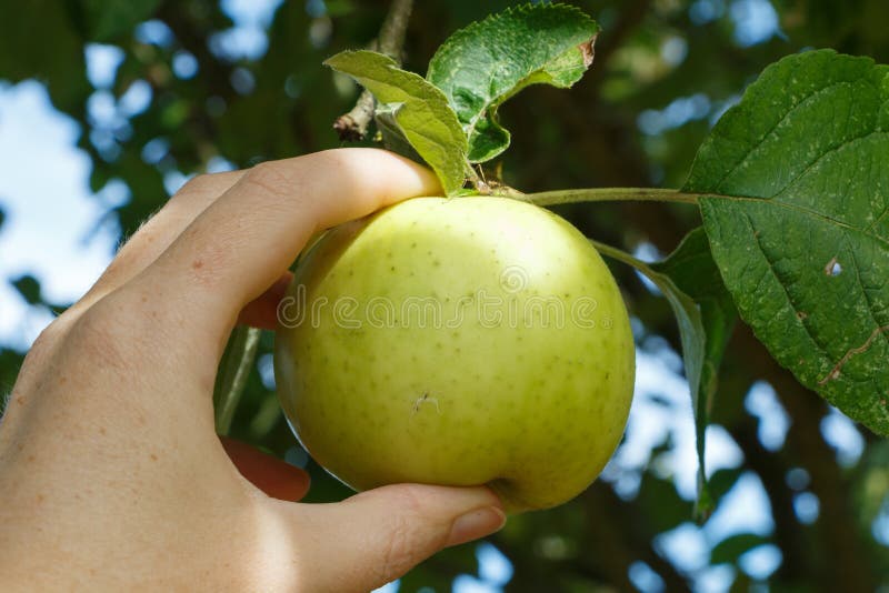 Pick an Apple on an Apple Tree Stock Photo - Image of apple, tree ...