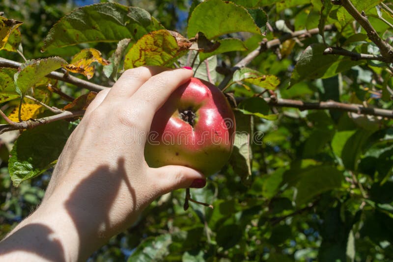 Pick an Apple on an Apple Tree Stock Photo - Image of fruit, hand ...