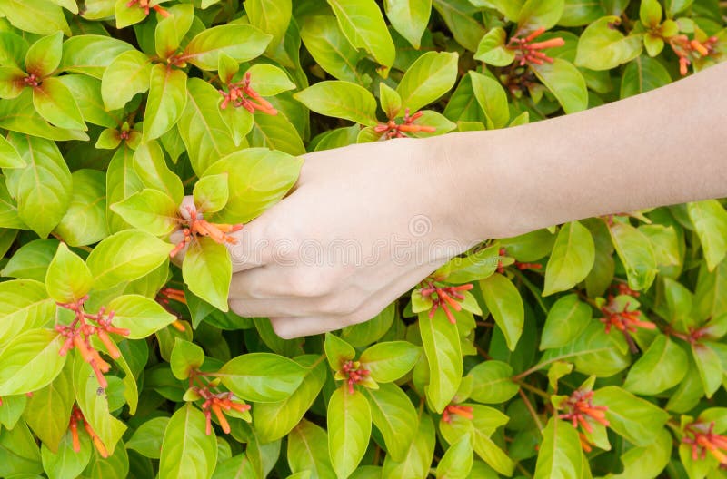 Pick flower stock image. Image of small, tree, pretty - 63664543