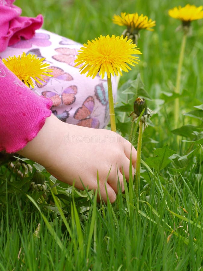 Pick flowers stock image. Image of peace, hand, blossom - 14114521