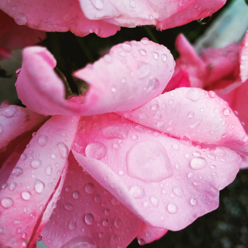 Pick Flowers and Cloud Watar Red Color Beautiful Color and Beautiful ...