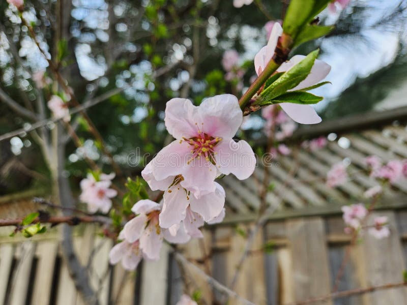 Don t Pick the Flowers stock photo. Image of environmental - 36480974