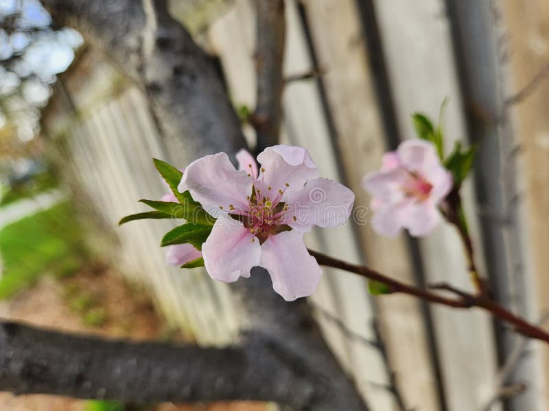 Pick Flowers on Tree stock image. Image of tree, treev - 276612885