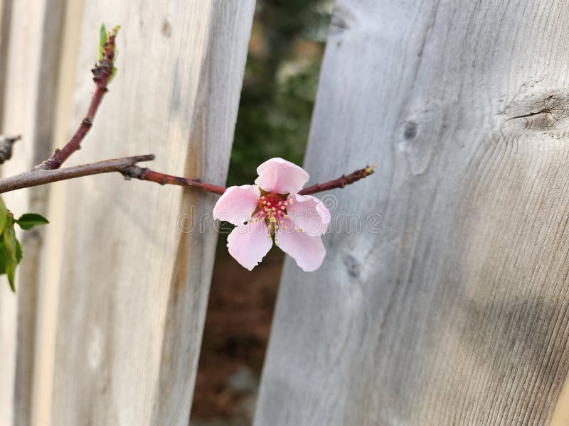 Don t Pick the Flowers stock photo. Image of environmental - 36480974