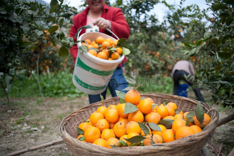 Ripening Loquat Fruit on Tree in New Orleans, Louisiana, USA Editorial ...
