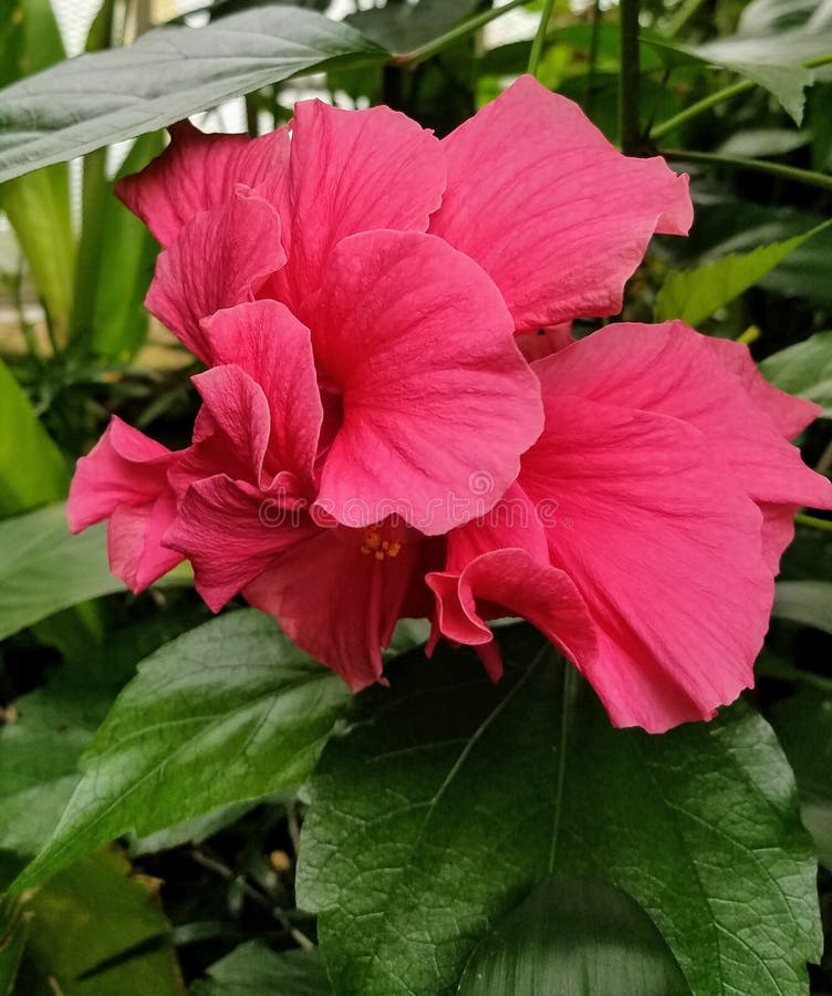 Hydrangia stock photo. Image of garden, nature, flora - 92622050