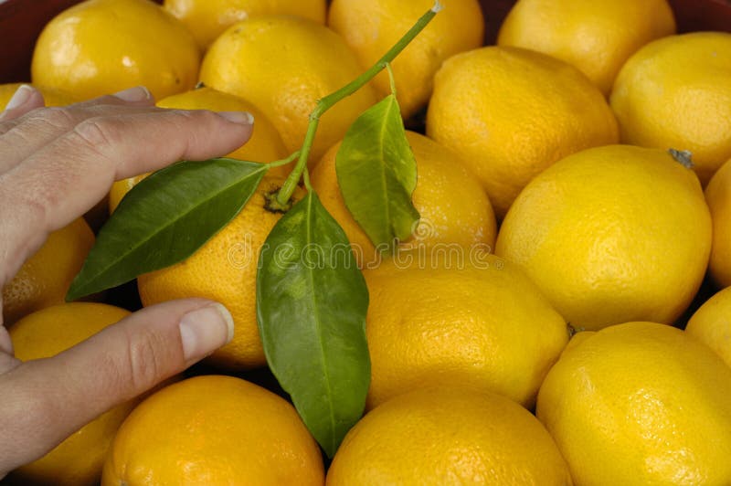 Pick a Lemon stock image. Image of chosen, yellow, citrus - 552845