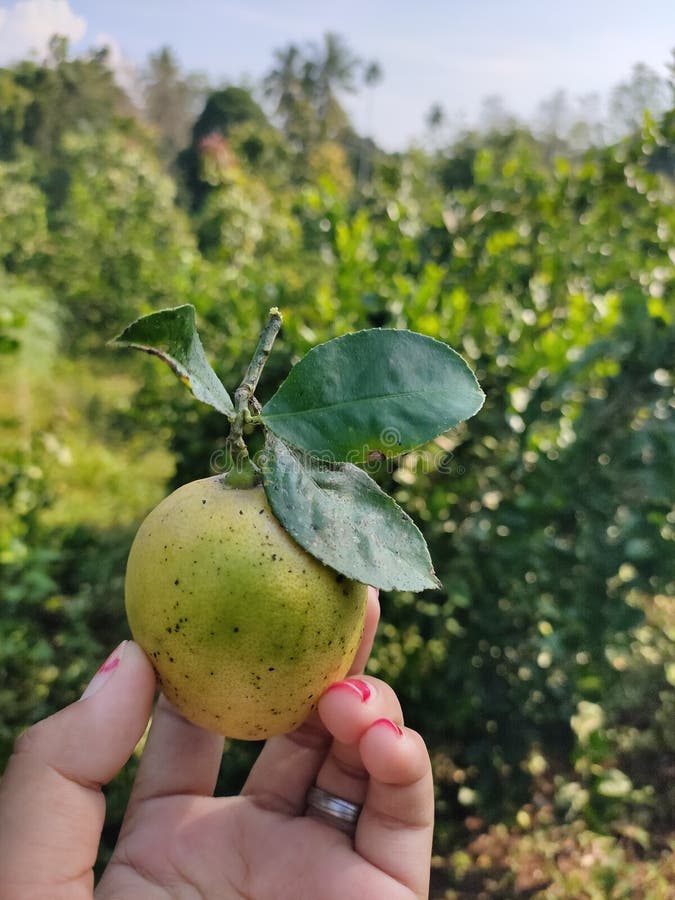Pick the lemon stock image. Image of pick, lemon, natural - 221899993