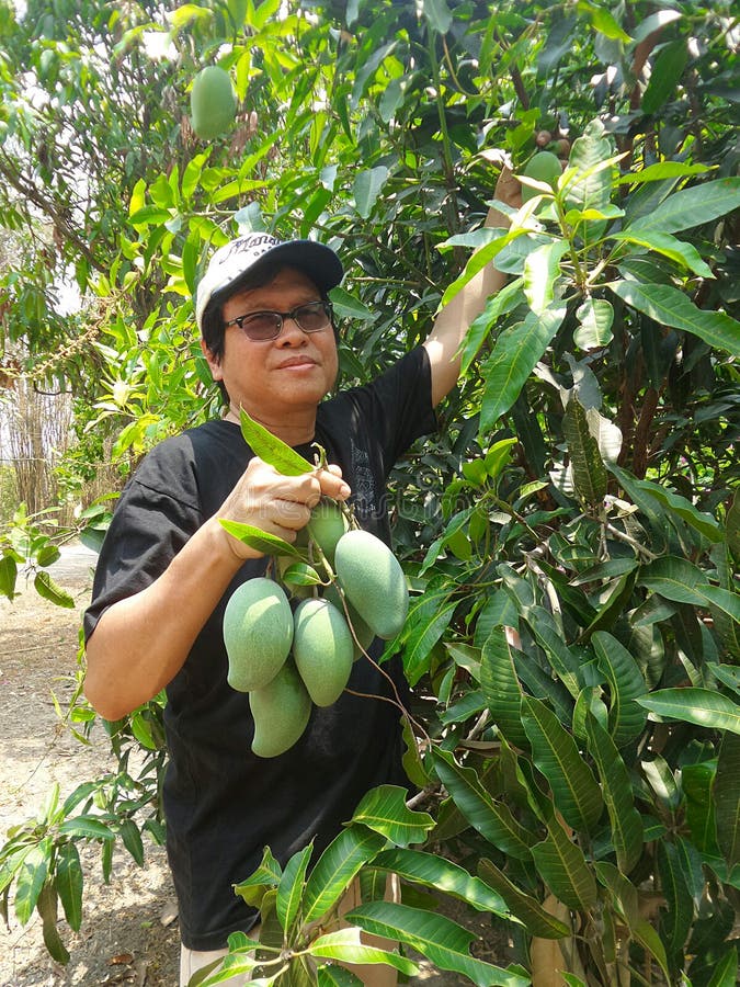 116 Pick Mango Fruit Garden Stock Photos - Free & Royalty-Free Stock ...