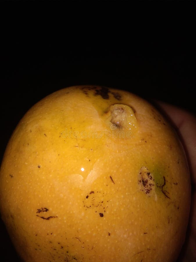 This Pick Mango in India Very Sweet Stock Image - Image of sweet, pick ...