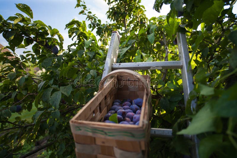 Pick plums from the tree stock image. Image of hand, fresh - 46832209