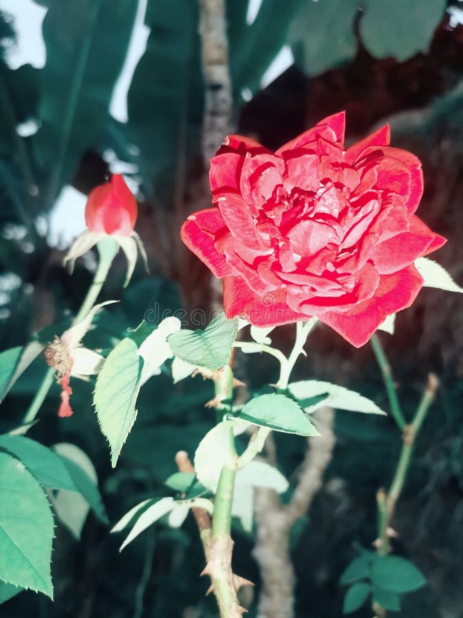 Pick some red rose stock photo. Image of pick, nature - 271961698