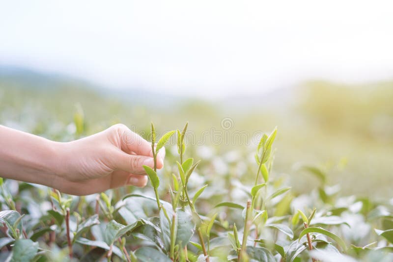 Pick tea leaf. stock image. Image of cultivation, horizon - 128435549