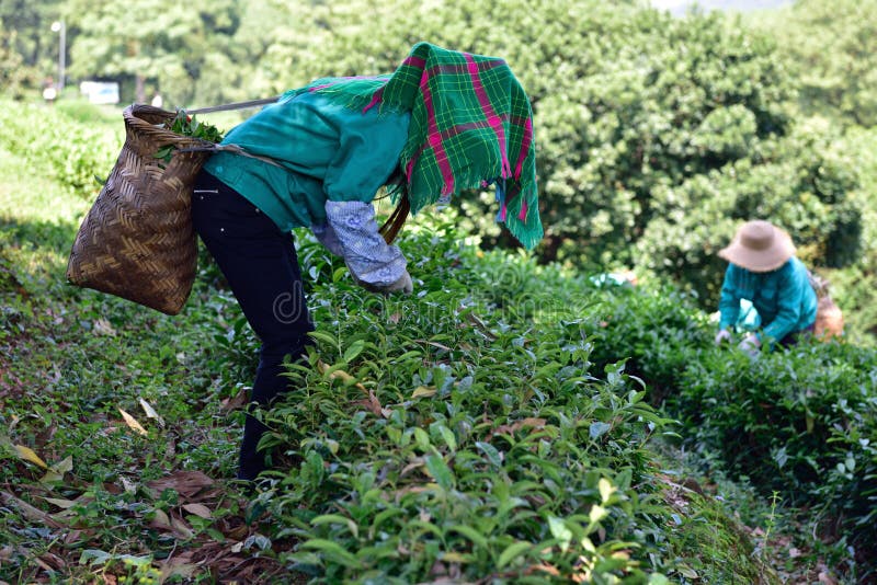Pick tea-leaves editorial image. Image of picked, cash - 60966125