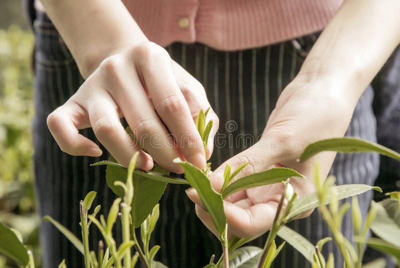 Pick tea stock photo. Image of planting, china, culture - 57694808