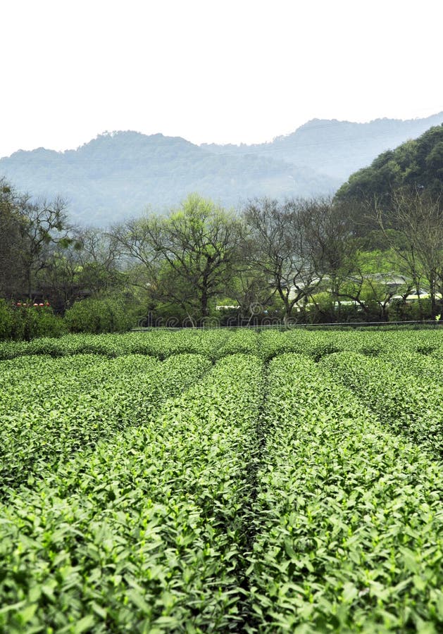 Pick tea stock image. Image of china, vitality, germination - 57695767