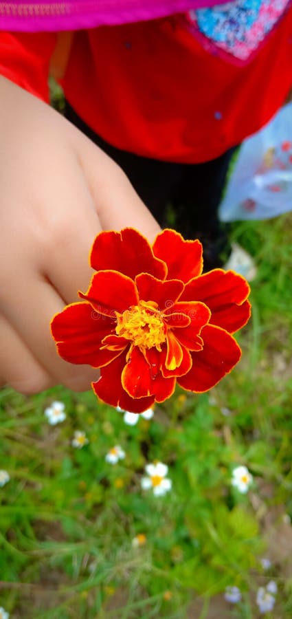 Pick up flower stock photo. Image of shrub, blossom - 269818106