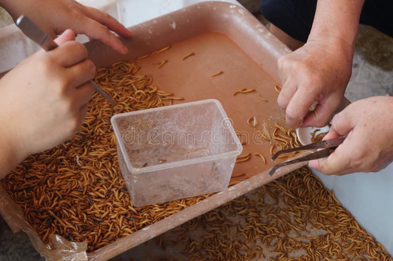 Pick the Worm: Pick Up the Dead Worm Stock Photo - Image of market ...