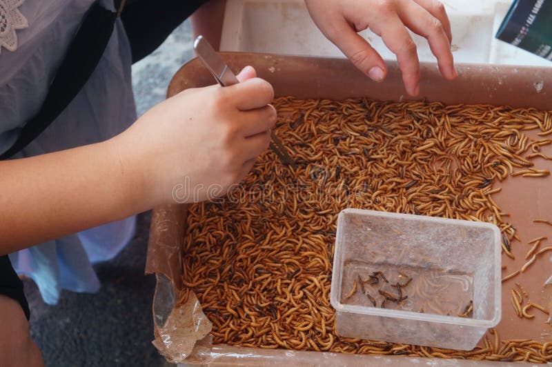 Worm stock photo. Image of insects, fish, shop, worm - 59016140