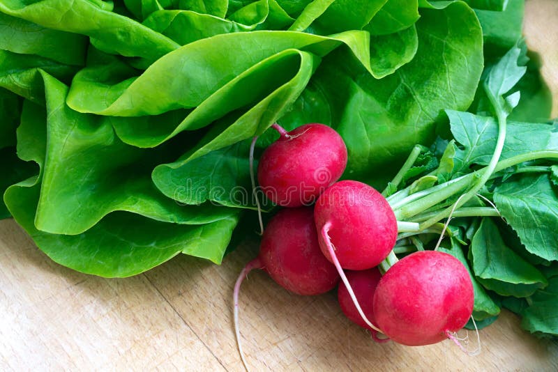 Picked Fresh Vegetables - Radishes, Lettuce Stock Image - Image of ...