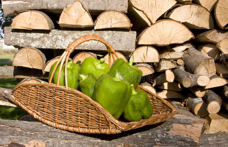 Green Peppers Ripening in the Home Garden Stock Image - Image of nature ...