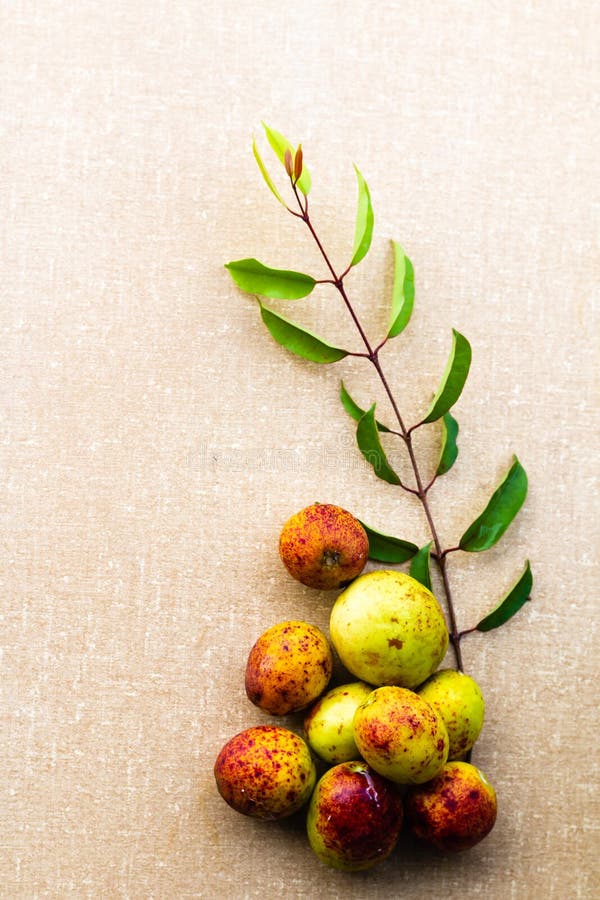 Hancornia Speciosa Mangaba Fruit Stock Image - Image of mangaba ...