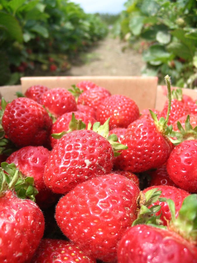 Picked strawberries stock image. Image of leaf, agribusiness - 2672001