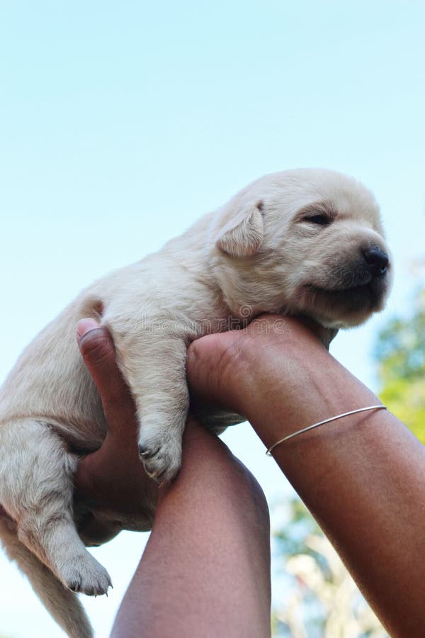 Mom and Labrador Puppies One Month Old Suckling. Stock Photo - Image of ...