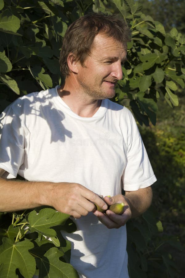 Picker of the figs stock image. Image of picker, gardening - 12126493