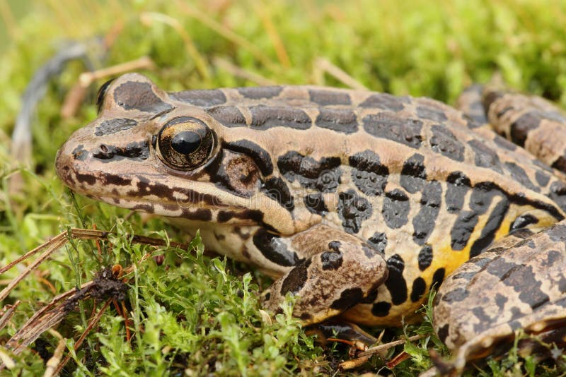 Pickerel Frog Lithobates Rana Palustris Stock Image - Image of ...