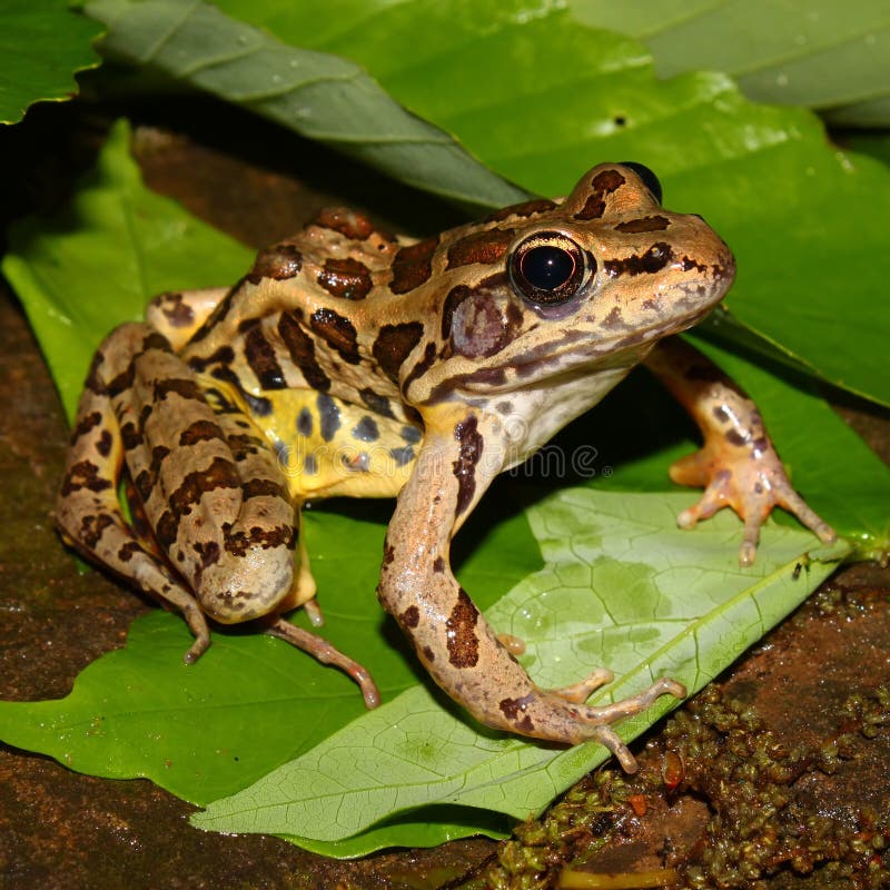 Pickerel Frog (Rana Palustris) Stock Photo - Image of biological ...