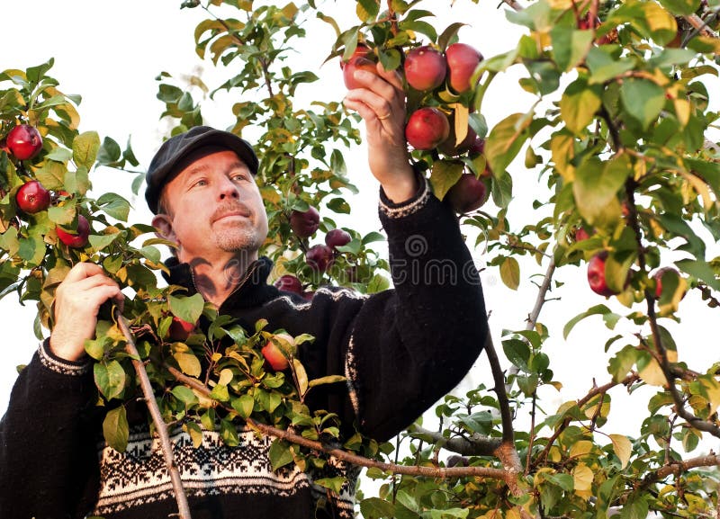 Picking apples stock photo. Image of delicious, seasonal - 16334564