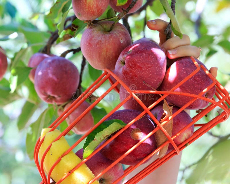 Picking apples stock photo. Image of refreshment, healthy - 27097450