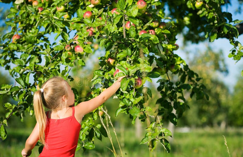 Picking apples stock photo. Image of leaves, nature, life - 6076316