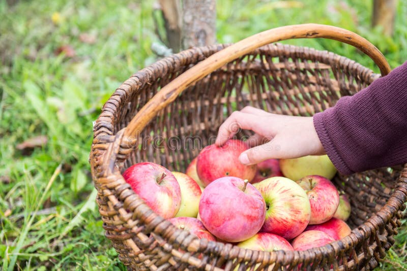Picking apples stock image. Image of alone, helping, pick - 55254891