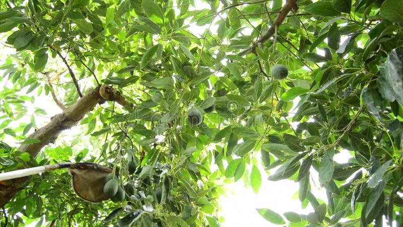 Picking avocados with pole stock footage. Video of avocat - 248312592