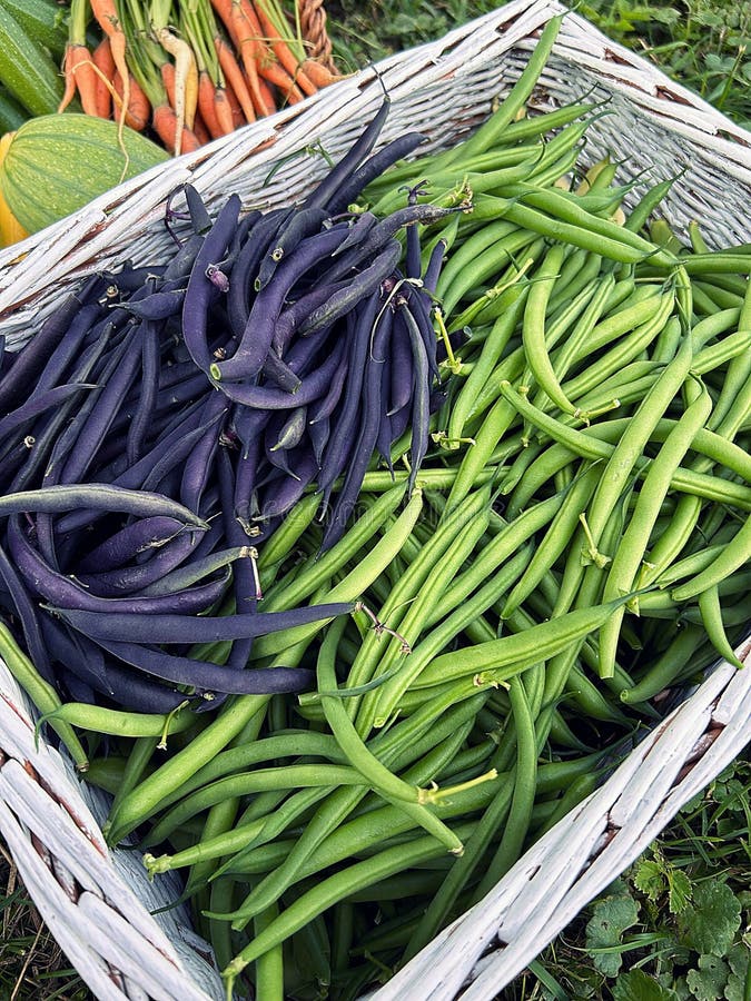 Picking Beans on the Plot, Green String Beans, Summer Vegetables, Box ...