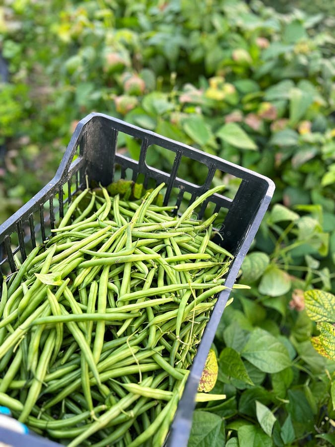 Picking Beans on the Plot, Green String Beans, Vegetables in the Garden ...
