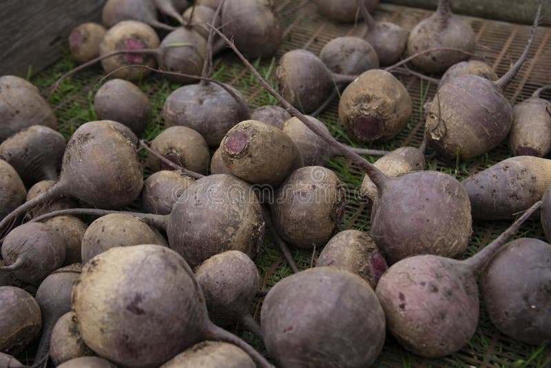 Picking Beets from Your Garden Stock Photo - Image of background ...