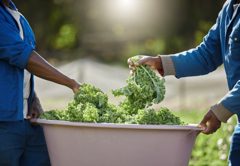 Picking only the Best. Two Unrecognizable Male Farm Workers Tending To ...