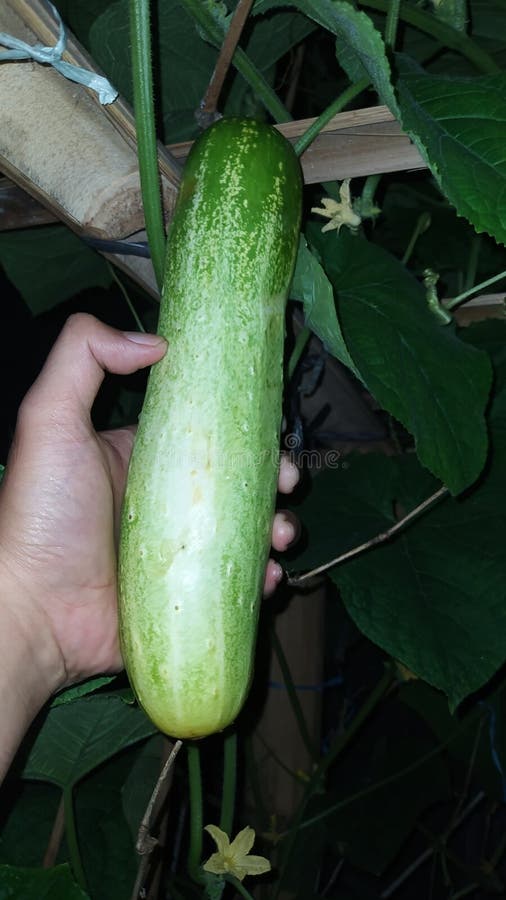 Picking a Big Local Cucumber at Night. Stock Photo - Image of cucumber ...