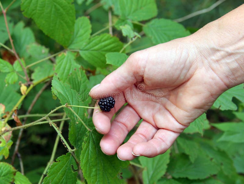 Picking blackberries stock photo. Image of garden, blackberry - 33209872