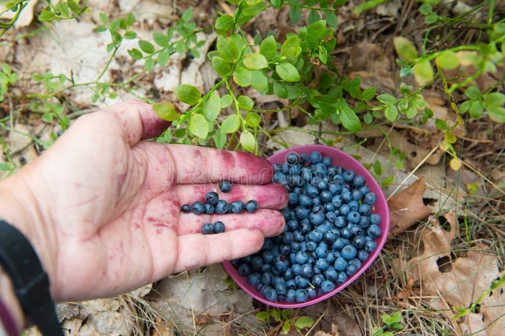 Picking blueberries stock image. Image of pink, plastic - 33756575