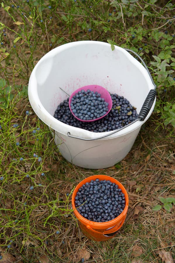 Picking blueberries stock photo. Image of food, harvesting - 32873712