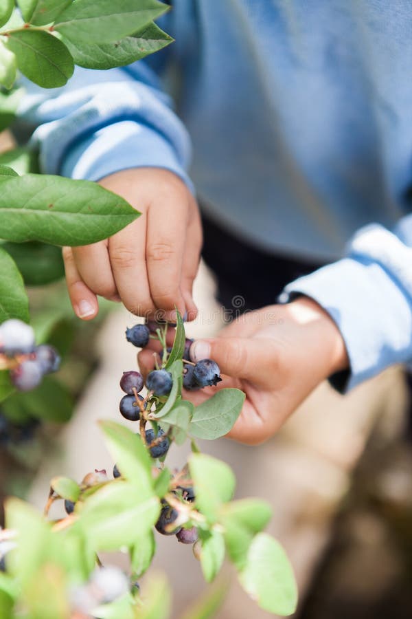 Picking blueberries stock photo. Image of leaf, plant - 44692966